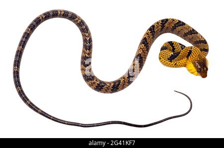 Yellow-bellied puffing snake (Pseustes sulphureus Stock Photo - Alamy