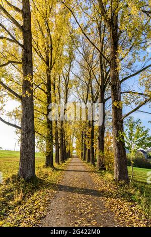 Landscape of poplar trees, avenue in a valley for agriculture in the ...