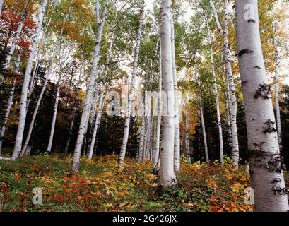 Autumn birch trees in Pinkham Notch, New Hampshire Stock Photo - Alamy