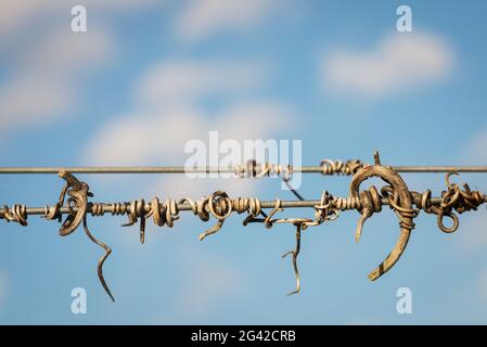 Cut vines crook on the guide wire in the vineyard Stock Photo - Alamy
