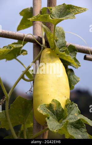 Cucumber 'Hmong Red' (Cucumis sativus) growing in a garden in Italy ...