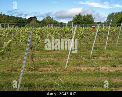 KINGSCOTE, WEST SUSSEX/UK - JUNE 13 : Vineyard in Kingscote, West ...