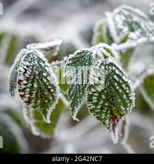 Close up of some Blackberry leaves covered with hoar frost Stock Photo ...