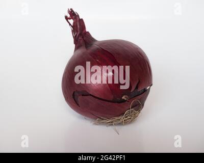 red onions (scientific name Allium cepa aka bulb onion or common onion ...