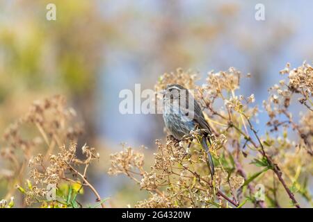 bird brown-rumped seedeater, Africa. Ethiopia wildlife Stock Photo - Alamy