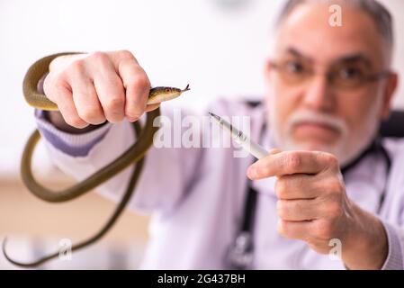 Aged male doctor holding snake at workplace Stock Photo - Alamy