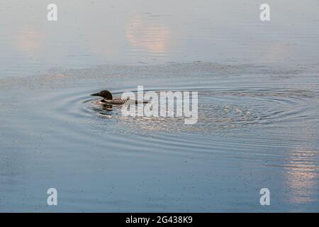 Canadian Loom in water Stock Photo - Alamy