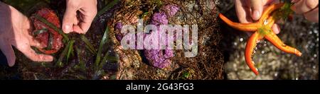Starfish Puget Sound Washington State Stock Photo - Alamy
