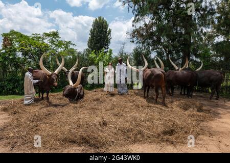 Inyambo (sacred) cows with huge horns and guardians in the garden of ...