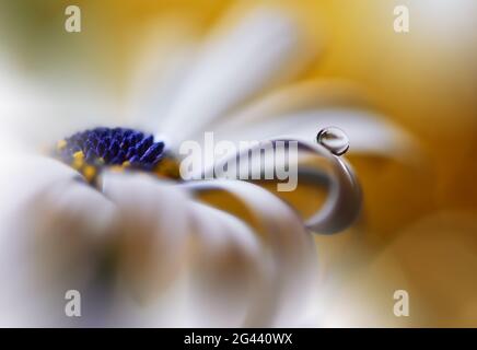 Beautiful macro shot of magic flowers.Border art design. Magic light ...