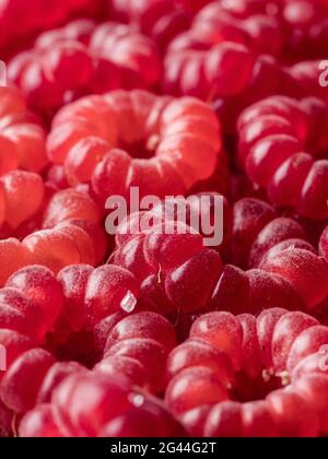 Several ripe red raspberries growing Stock Photo - Alamy