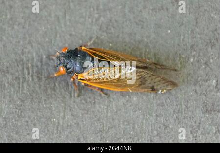 Close up of a cicadas with red wings on the wooden bench Stock Photo ...