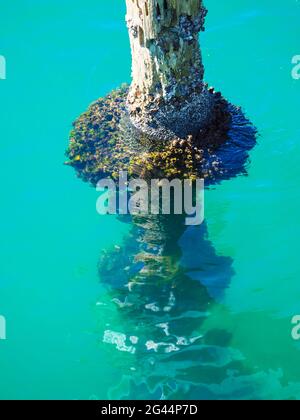 A timber piling, wooden pole under the jetty pier, immersed in ...