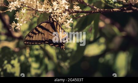 Grasshopper, insects, flower, sauterelle, fleur, macro photo, nature ...