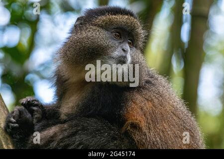Golden Monkey (Cercopithecus kandti) seen on tree during Golden Monkey ...