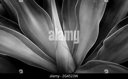 black and white agave plant Stock Photo - Alamy