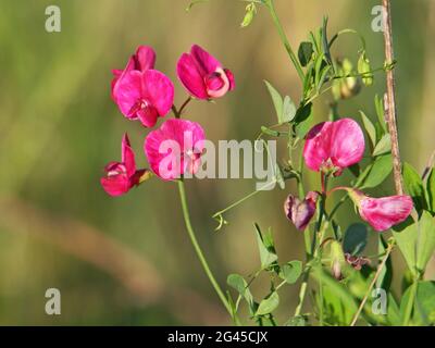 Red flower of Earthnut pea, Lathyrus tuberosus Stock Photo - Alamy