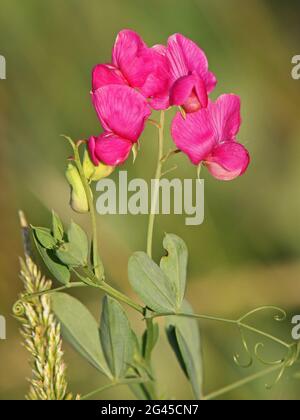 Red flower of Earthnut pea, Lathyrus tuberosus Stock Photo - Alamy