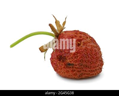 A single mouldy strawberry. Rotten and uneatable. Isolated on white ...