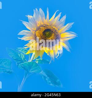 Sunflower floating against water blue Stock Photo - Alamy