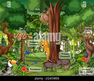 Diagram showing animal food chain on white background illustration ...