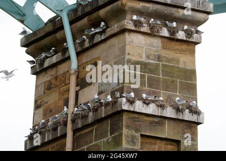 Kiitiwake, Rissa tridactyla, Colony on bridge in Scarborough, Yorkshire ...