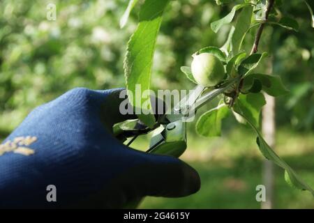 Nagano, Japan, 05-20-2021, Hand of a man cutting a baby apple with a ...