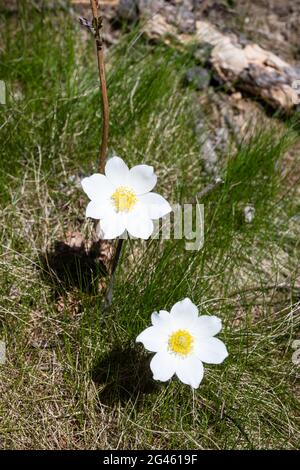 Extremely rare white flower that grows in the Italian Alps Stock Photo ...