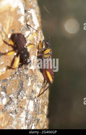 Platymeris biguttatus or two-spotted assassin bug is a venomous ...