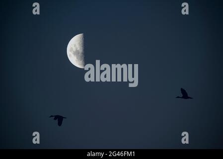 Flying birds and the moon at sunset, La Pampa Province, Patagonia ...