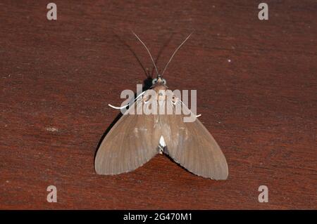 Asota Moth, Asota sp, Klungkung, Bali, Indonesia Stock Photo - Alamy