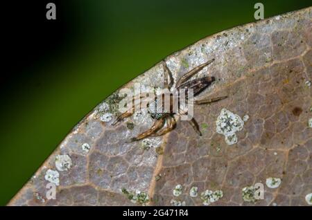 Jumping Spider, Bavia sp, on leaf, Klungkung, Bali, Indonesia Stock ...
