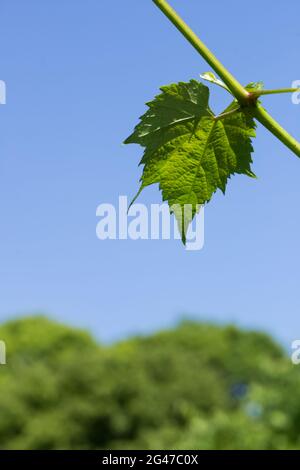 Bright summer green treetops growing against the clear blue sky Stock ...