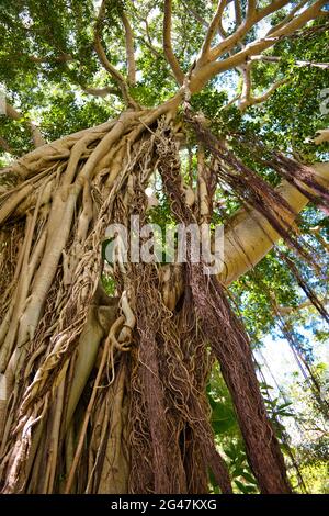 A vertical shot of the ancient Banyan tree with long roots Stock Photo ...