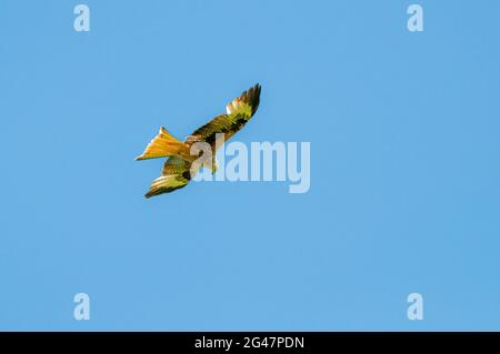 Low angle shot of a gorgeous hawk flapping its wings in a clear blue ...