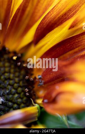 Sunflower, Copper Queen Stock Photo - Alamy