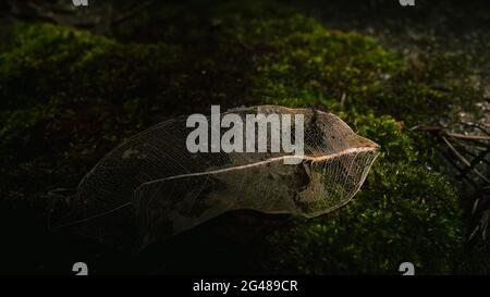 Image of a decomposed leaf on a surface of moss just catching the ...