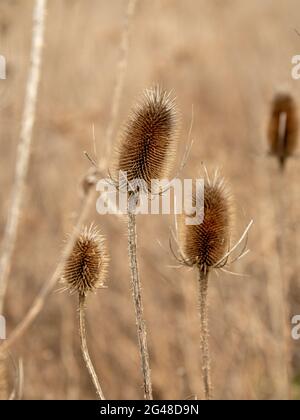 Beautiful teasel plants in the field Stock Photo - Alamy