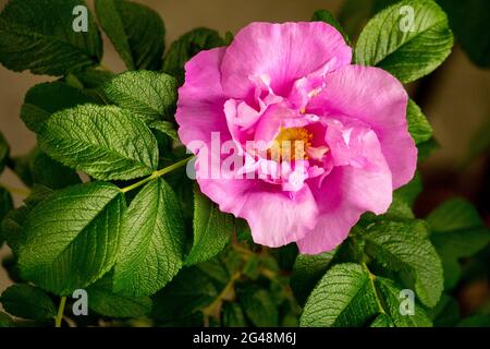 Blooming hybrid rugosa rose (Rosa rugosa) Ritausma (Polar Ice) in urban ...