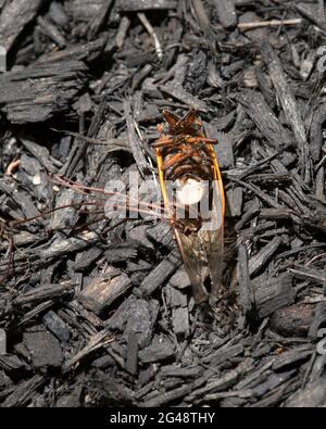 Dead cicada from Brood X, a 17-year Cicada, Magicicada sp., infected ...