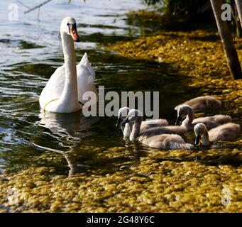 Strausberg, Germany. 18th June, 2021. A swan family with young swans ...