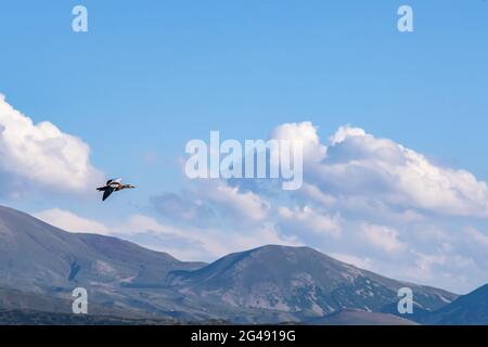 Beautiful shot of flying ruddy shelduck with mountains background Stock ...