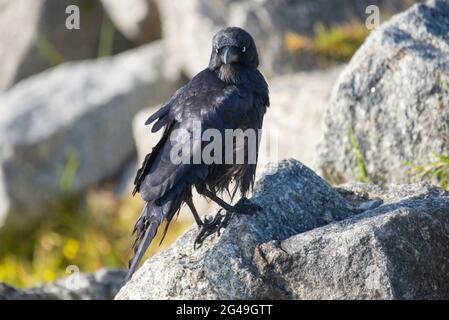 A black feathered Australian Raven or crow, wings spread, in a mid ...