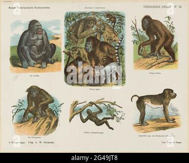 Species Of Monkeys Chart