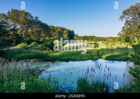Wien, Vienna: oxbow lake at Künigl Traverse in Obere Lobau, part of ...