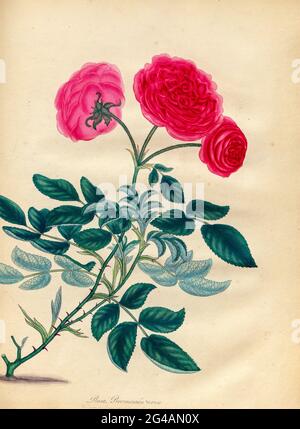 Red dwarf rose flowering in the garden Stock Photo - Alamy