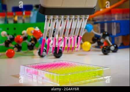 Multi channel pipette withdrawing pink color solution from 96 well ...