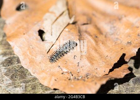 An Oak Sawfly larva probably Periclista pubescens Stock Photo - Alamy