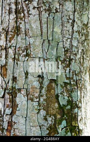 Crabwood tree trunk or Andiroba tree trunk (Carapa guianensis), Rio ...