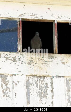 The pigeon at the broken window Stock Photo - Alamy